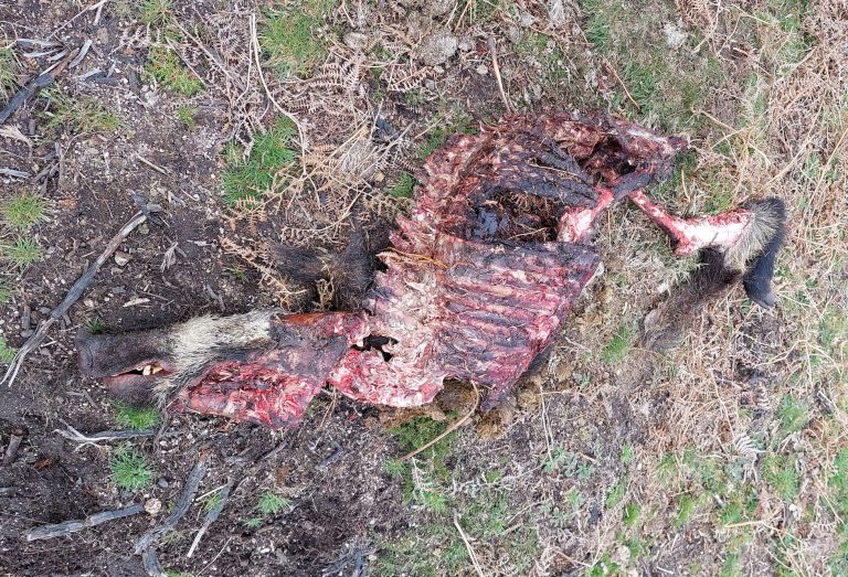 Lobo-ibérico - Presas - Plataforma Lobo-ibérico em Portugal