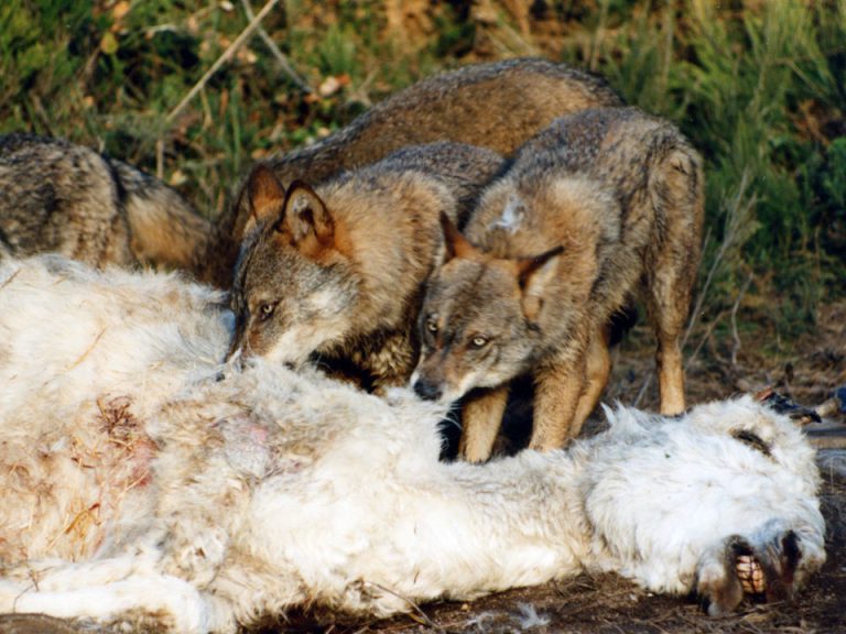 Dieta - Plataforma Lobo-ibérico em Portugal